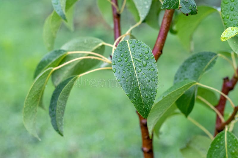 Green Pear Leaves with Raindrops in the Garden on a Tree Stock Photo ...
