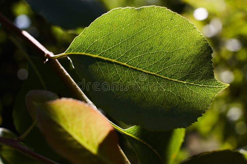 Green Pear Leaves in the Rays of the Sun. Macro of Pear Leaf Stock ...
