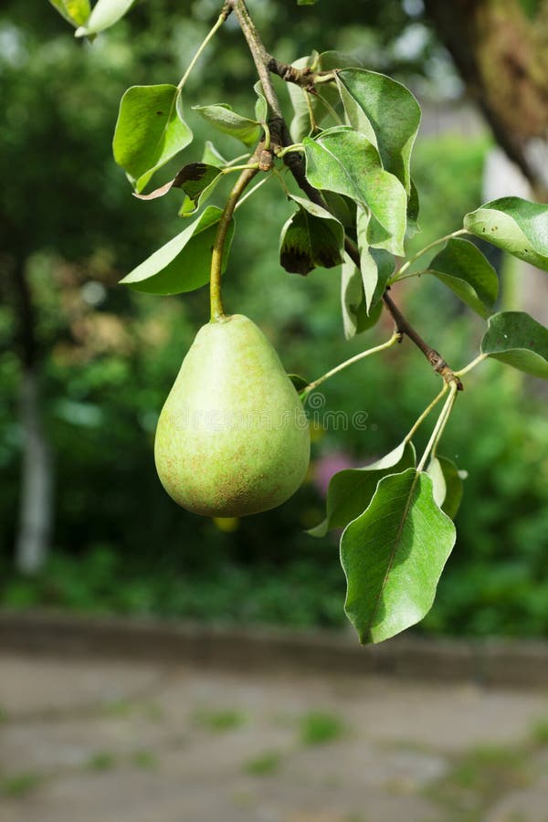 Green pear stock photo. Image of bright, snack, peel - 43660166