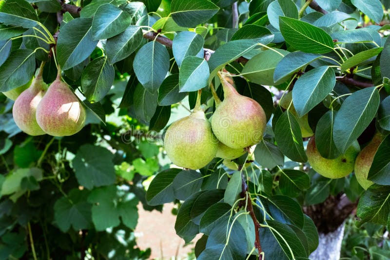 A green pear on a tree stock photo. Image of grow, color - 122020644