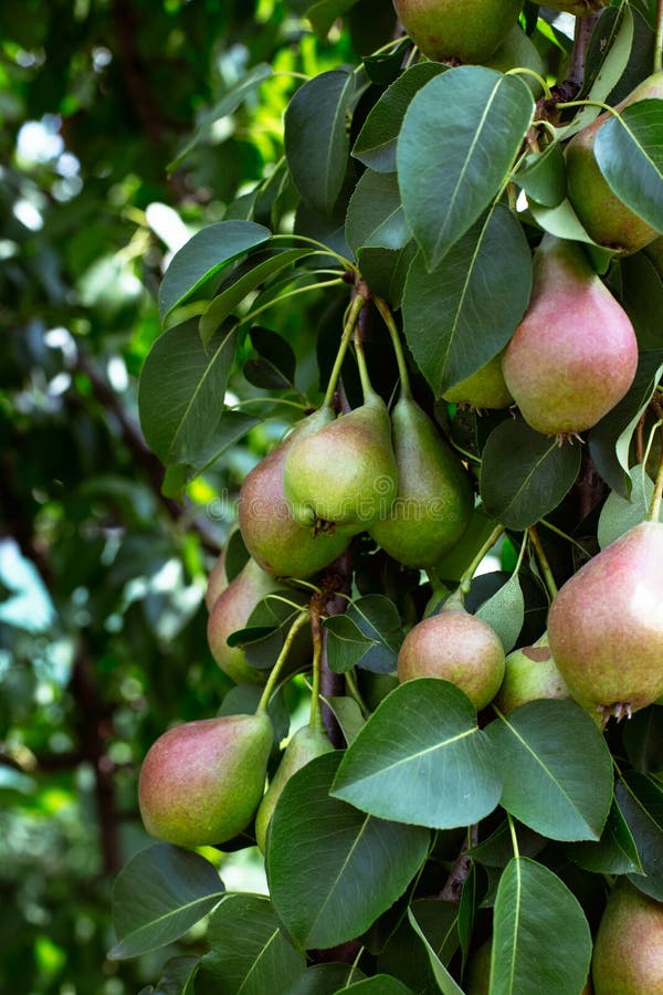 A green pear on a tree stock image. Image of drop, morning - 122636927