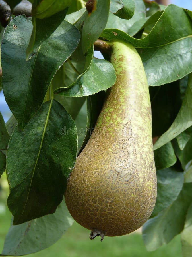 Green Pear on the Tree stock photo. Image of leaves, garden - 98929678
