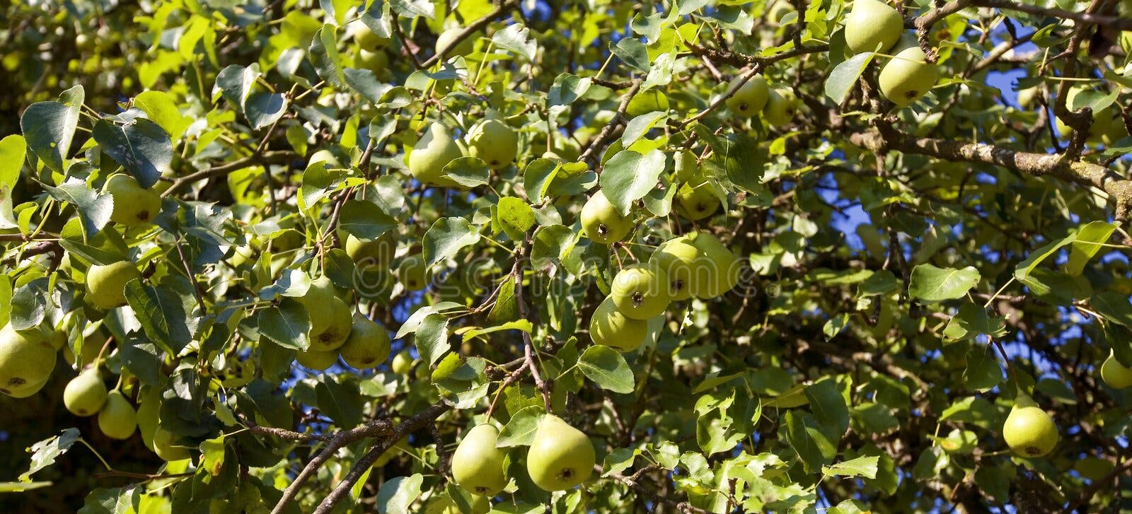 Wild Pear Tree stock photo. Image of autumn, green, wild - 33510552