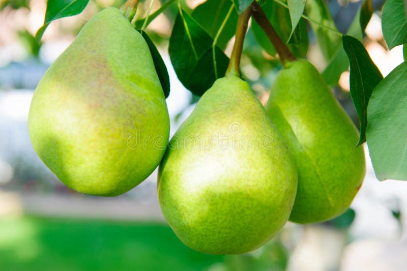 Green pears stock photo. Image of pear, closeup, organic - 86021676