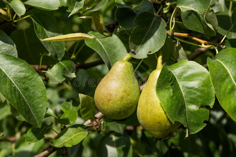 Green Pears with the Green Background Stock Image - Image of apple ...