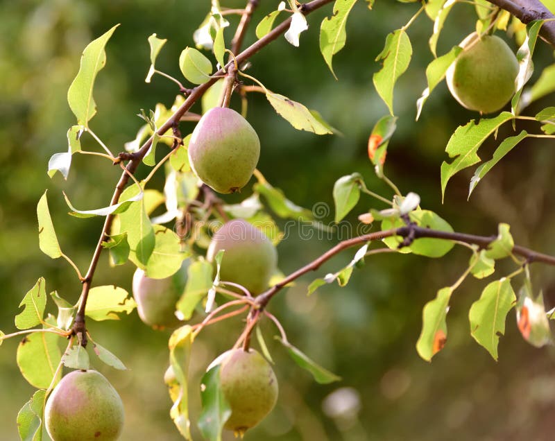 Green Pears on Branches of a Pear Tree in the Garden Stock Photo ...