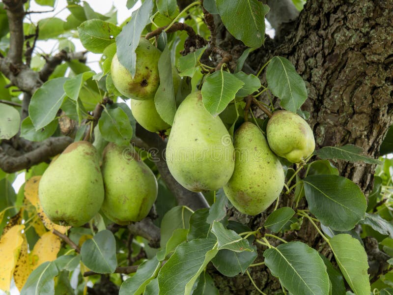 Green Pears Developing on a Pear Tree Stock Image - Image of tree ...