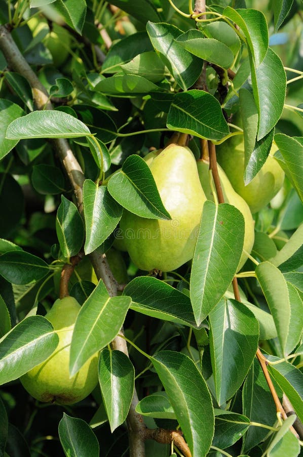 Green Pears Growing on the Tree Stock Photo - Image of nature, sweet ...
