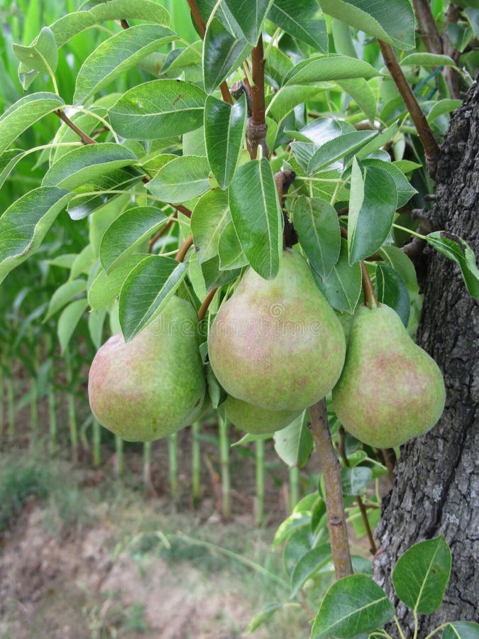 Green Pears Hanging on a Growing Pear Tree . Tuscany, Italy Stock Image ...