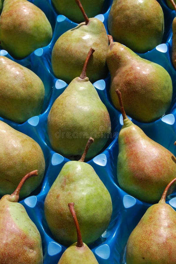 Green pears stock image. Image of leaf, pear, blue, food - 44223561
