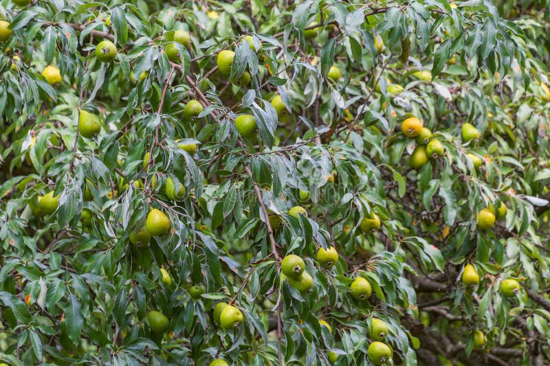 Green Pears on a Tree in the Garden Stock Photo - Image of pears ...