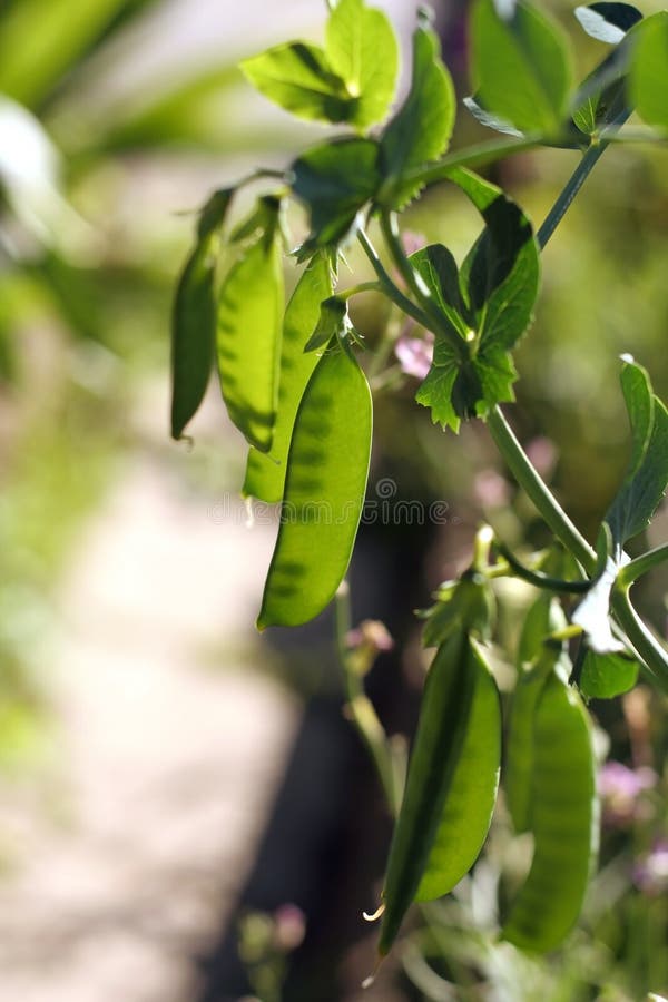 Green peas stock photo. Image of seed, garden, leaf, growing - 5881886