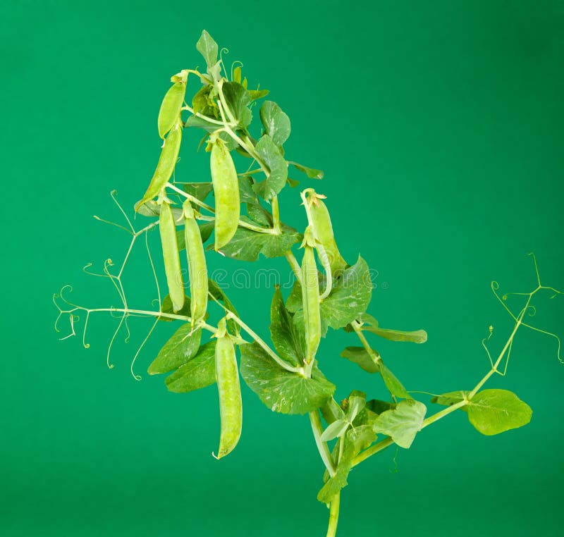 Green peas branch stock image. Image of studio, agriculture - 33994297