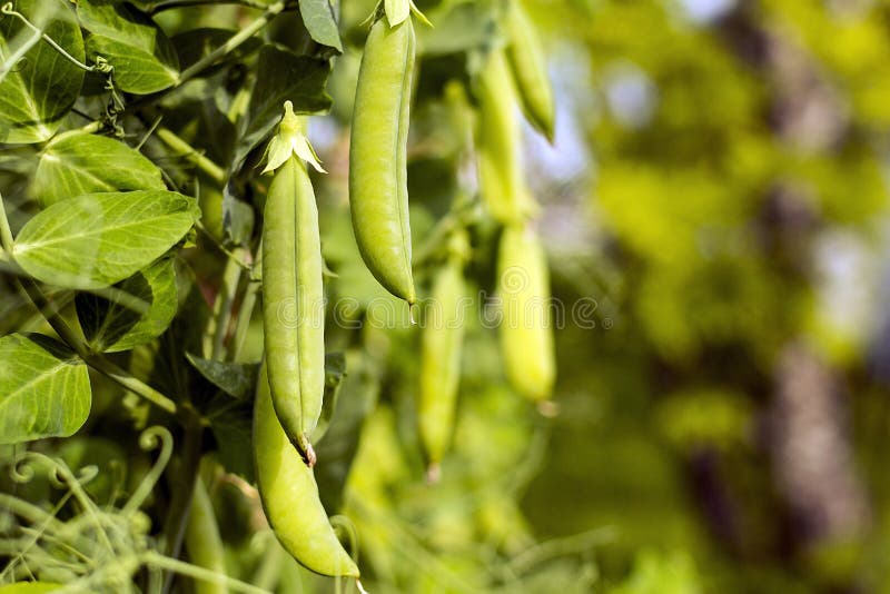 Green peas on branches stock photo. Image of ervilhas - 135079490