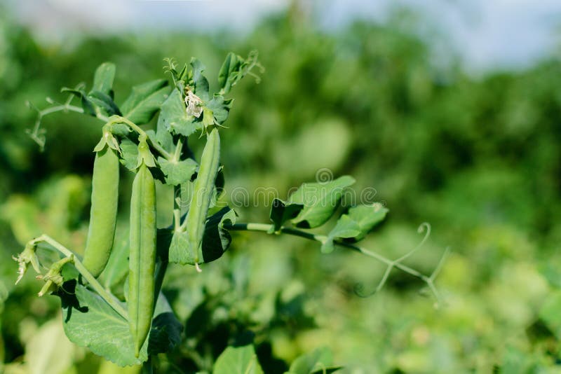Green peas on the branches stock photo. Image of branch - 104156282