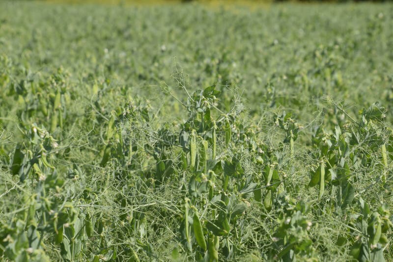 Green Peas in the Field. Growing Peas in the Field Stock Photo - Image ...