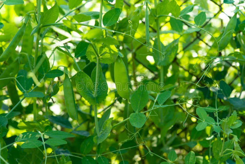 Green Peas Growing on a Farm Stock Photo - Image of vegetarian, nature ...