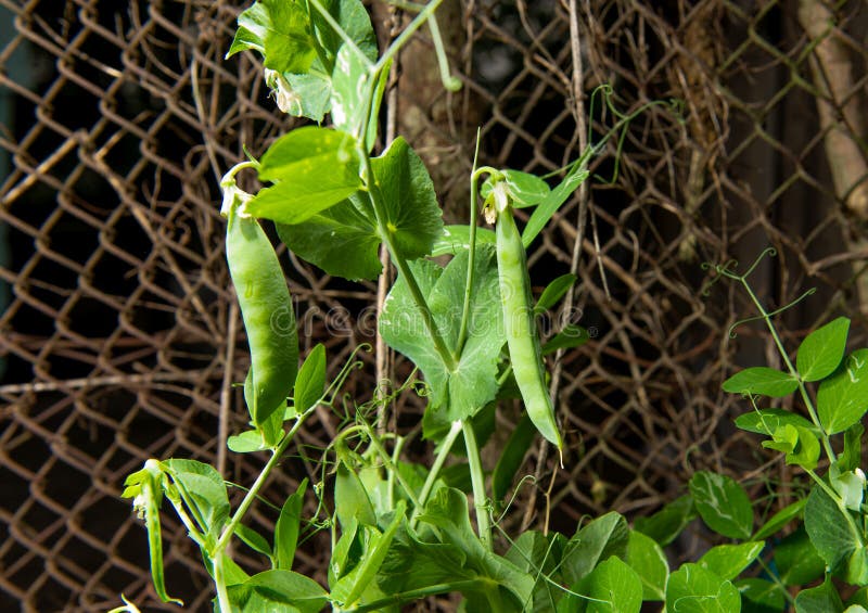 Green Peas Growing on a Farm Stock Image - Image of nature, vegetable ...