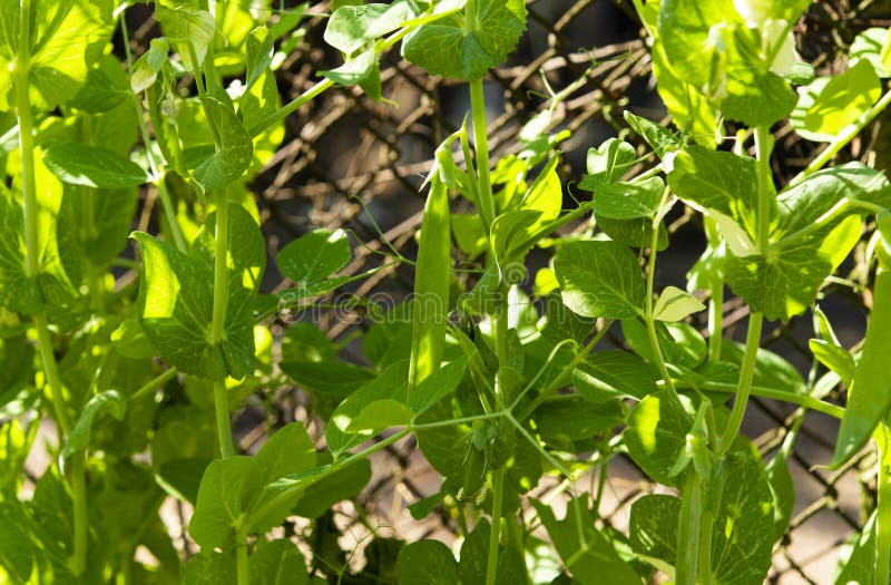 Green Peas Growing on a Farm Stock Photo - Image of field, crop: 182326774