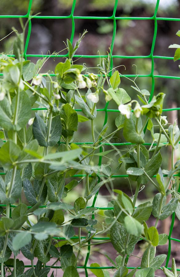 Green Peas Growing on a Farm Stock Image - Image of fresh, crop: 188114649