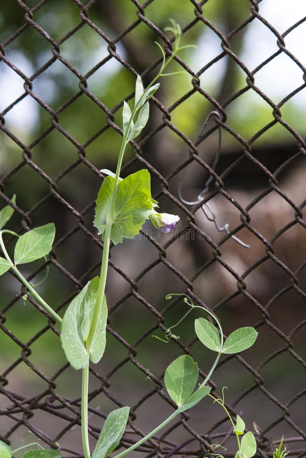 Green Peas Growing on a Farm Stock Photo - Image of bush, cultivated ...