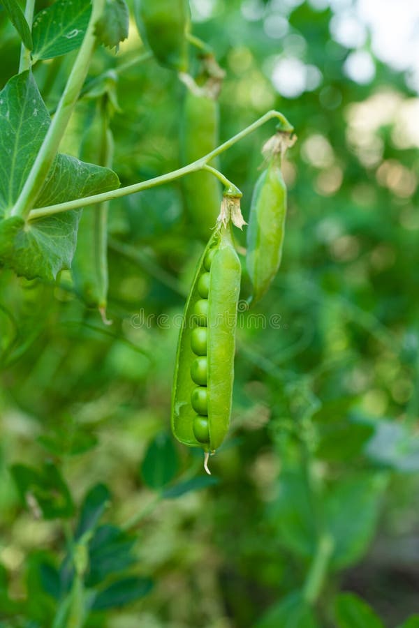 Green Peas Growing on the Farm Stock Image - Image of sweet, organic ...