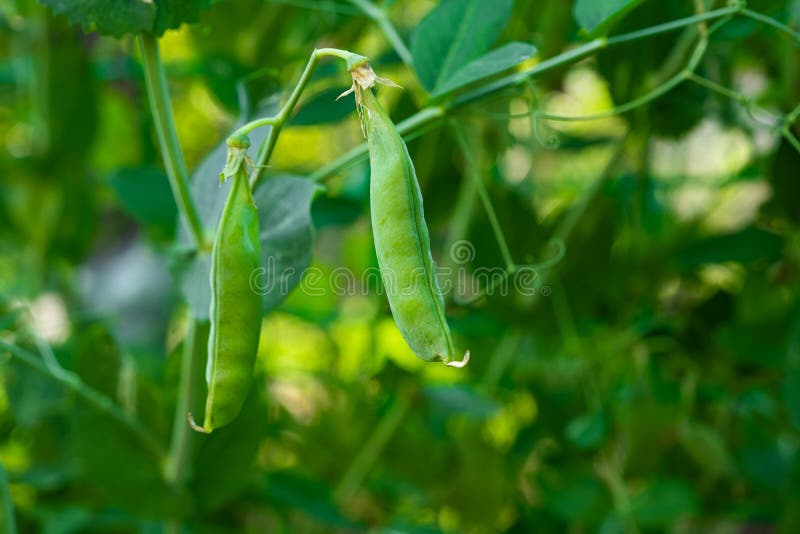 Green Peas Growing on the Farm Stock Image - Image of plant, field ...
