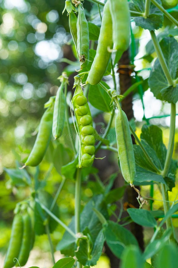 Green Peas Growing on the Farm Stock Image - Image of plant, organic ...