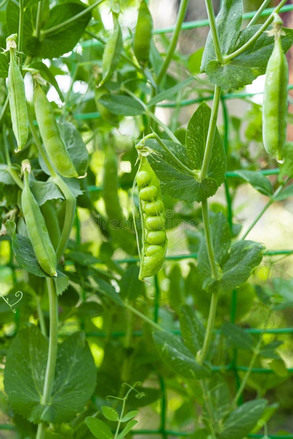 Green Peas Growing on the Farm Stock Photo - Image of field, green ...