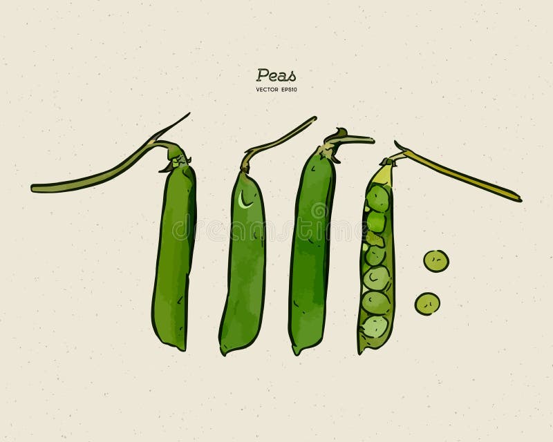 Pea Draw Stock Illustrations – 601 Pea Draw Stock Illustrations ...