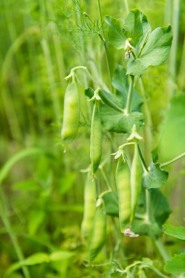 Pea Pods growing on vine stock image. Image of growing - 15217761