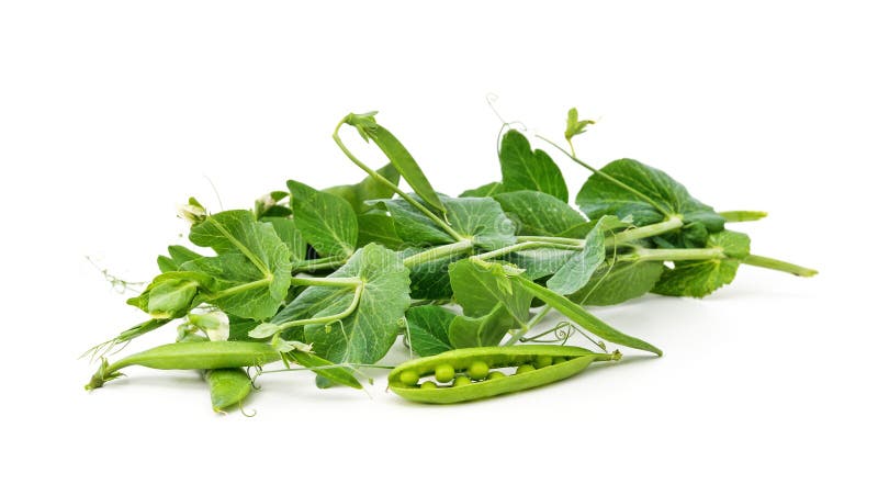 Shell Peas stock photo. Image of green, legumes, marketplace - 955926