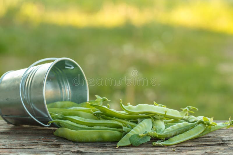 Green Peas Spilled from the Bucket Stock Photo - Image of ingredient ...