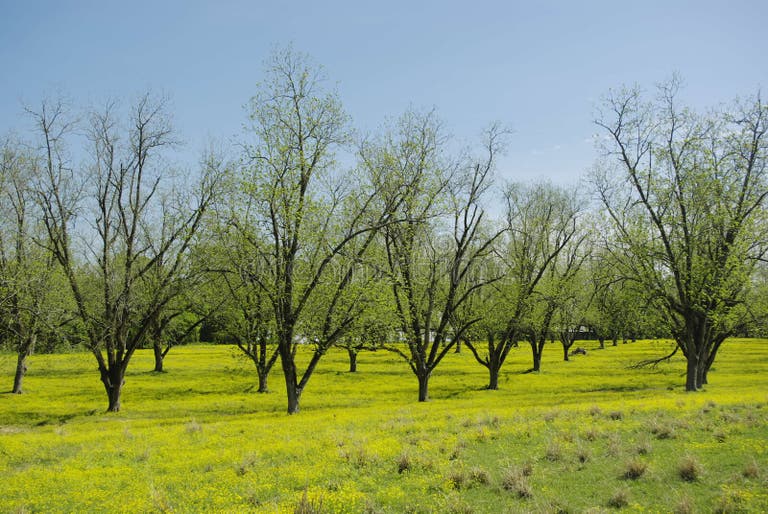 Green Pecan Grove in Spring Stock Photo - Image of growth, pecans: 13811434