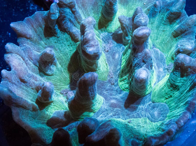 Green pectinia coral stock photo. Image of marine, colony - 106855724