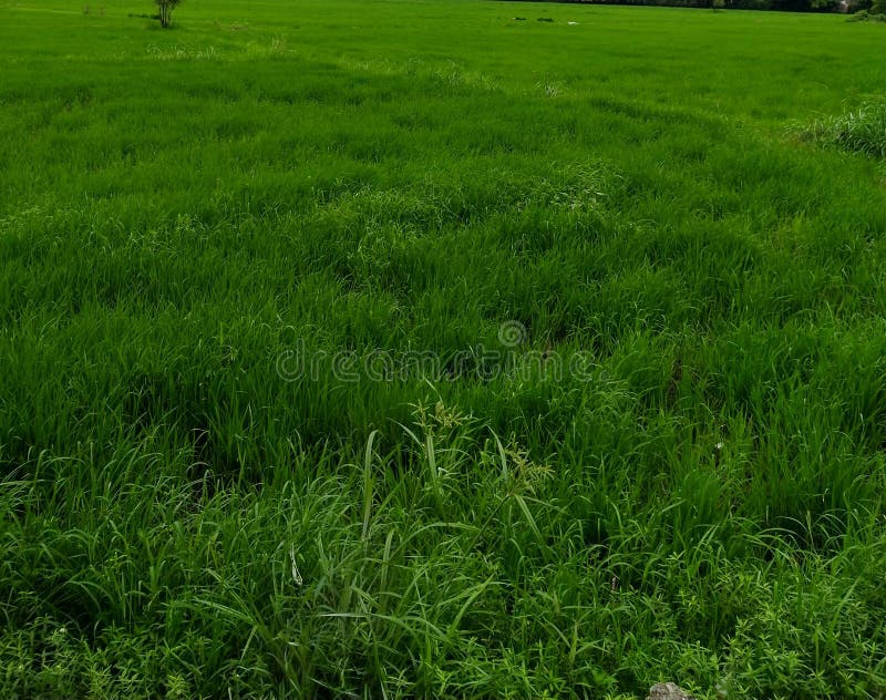 Green Peddy Rice Crop Field. Stock Photo - Image of green, peddy: 192937014