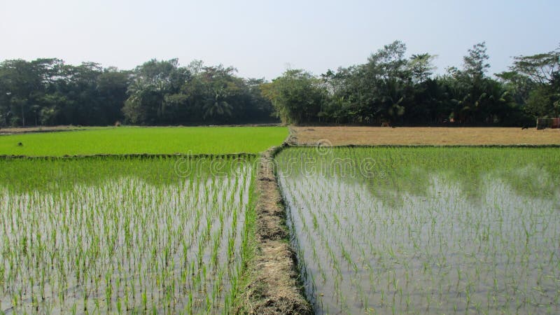The green peddy field stock photo. Image of prairie - 271628752