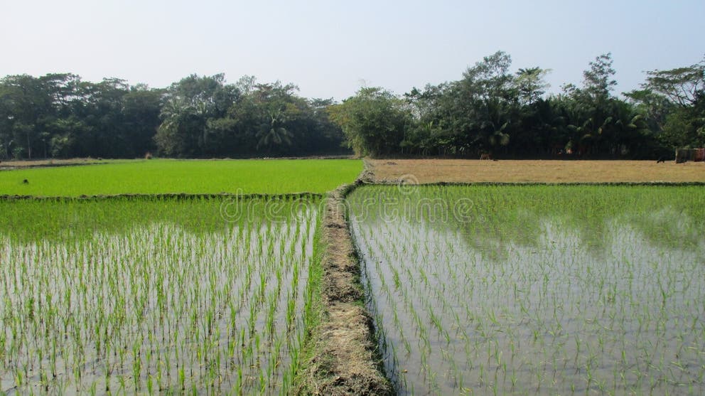 The green peddy field stock photo. Image of prairie - 271628752