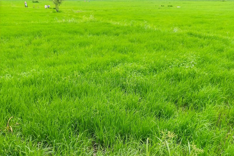 Green Peddy Rice Crop Fields. Stock Photo - Image of agriculture ...