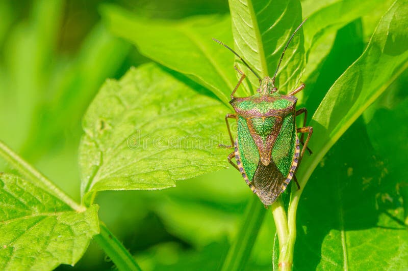 Pentatomidae stinkbug stock image. Image of life, bugs - 271868539