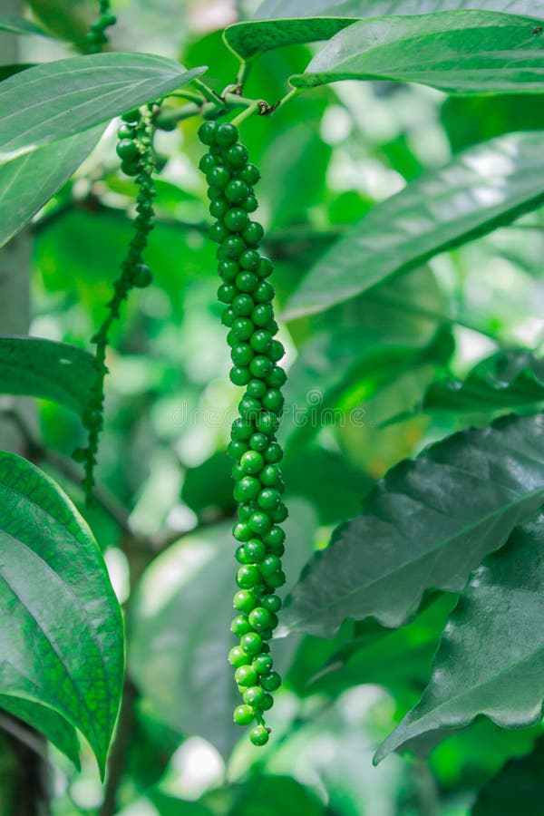 Green peper on peper tree stock photo. Image of spice - 60282610