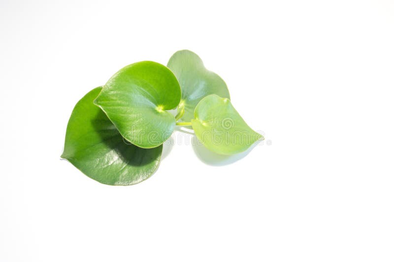 Green Plants with Round Leaves on White Background Stock Photo - Image ...