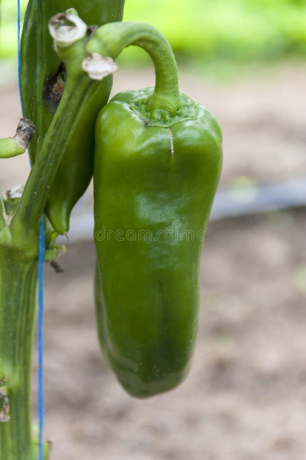 Green pepper stock image. Image of nature, organic, nutrition - 27619113