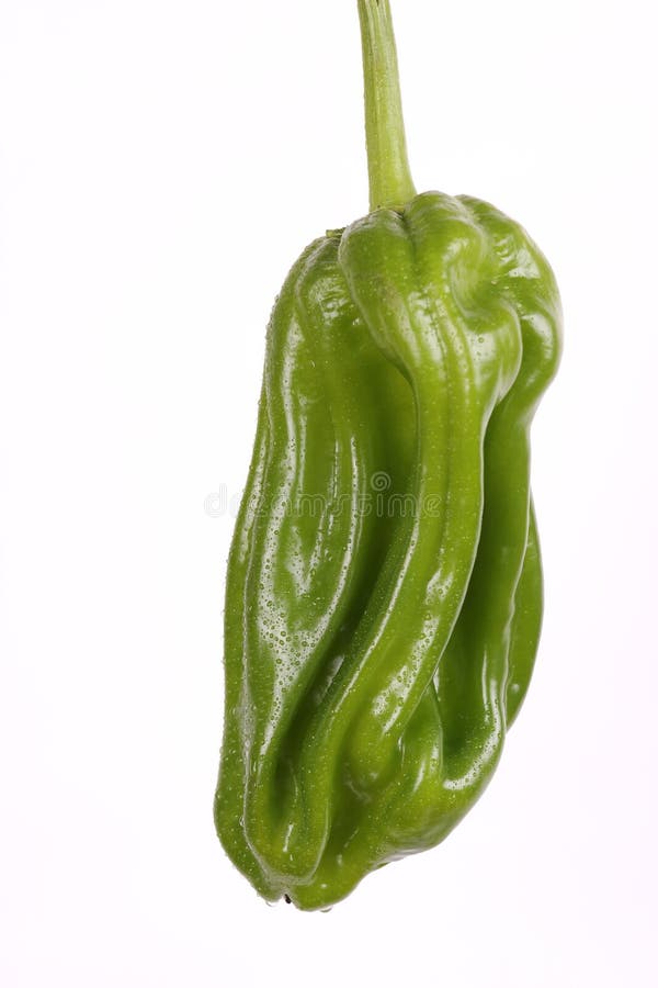 Green pepper stock image. Image of pepper, green, agriculture - 30885735