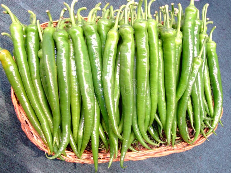 Green Pepper stock image. Image of farming, hothouse, gren - 4632585