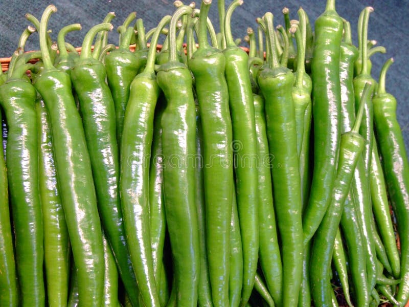 Green Pepper stock image. Image of peppers, plant, gren - 4632665