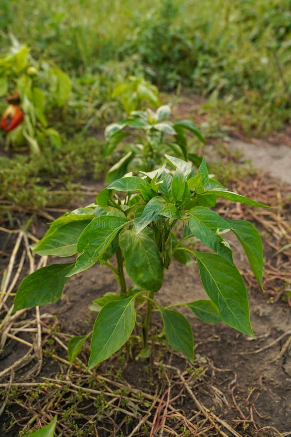 Green Pepper Bush in an Organic Field. Stock Image - Image of organic ...