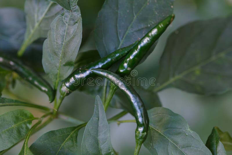 Green pepper stock image. Image of closeup, organic, spice - 65334771