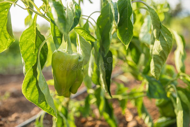 Mathia Coco (Cocomathia) - Photographer profile