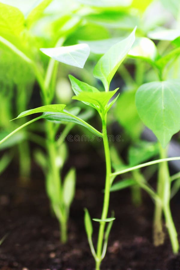 Green Pepper Sprout Grown from Seed at Home Close-up in Sunlight Stock ...
